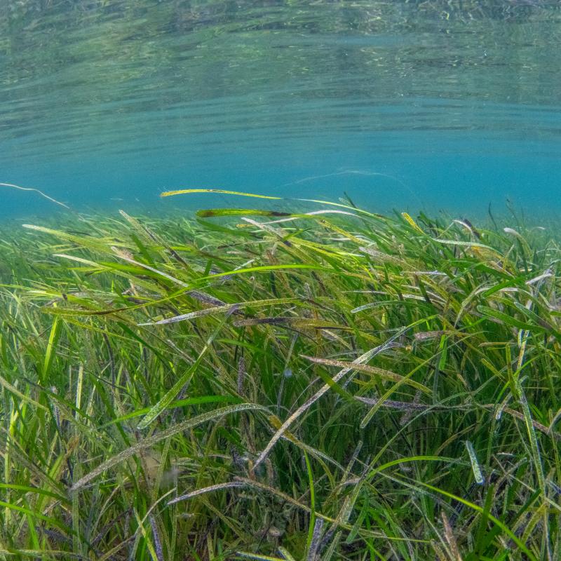 Restoration Forth | WWF